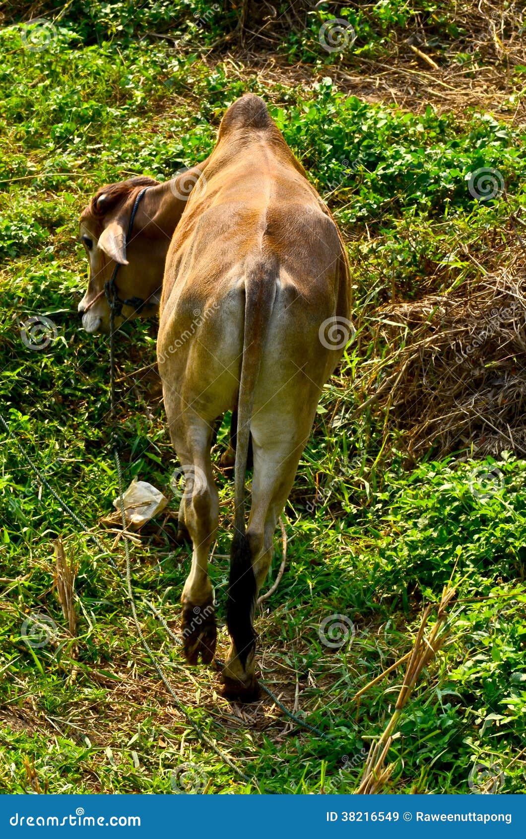 Backside stock image. Image of husbandry, farm, ackerbau - 38216549