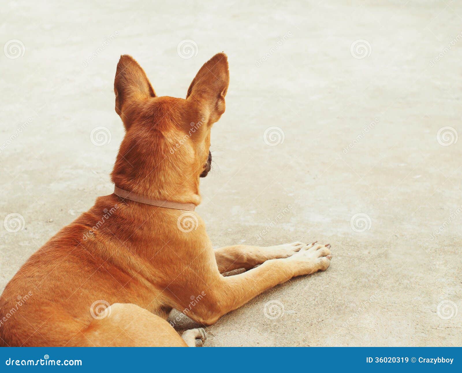 Backside of the dog stock image. Image of gaze, back - 36020319