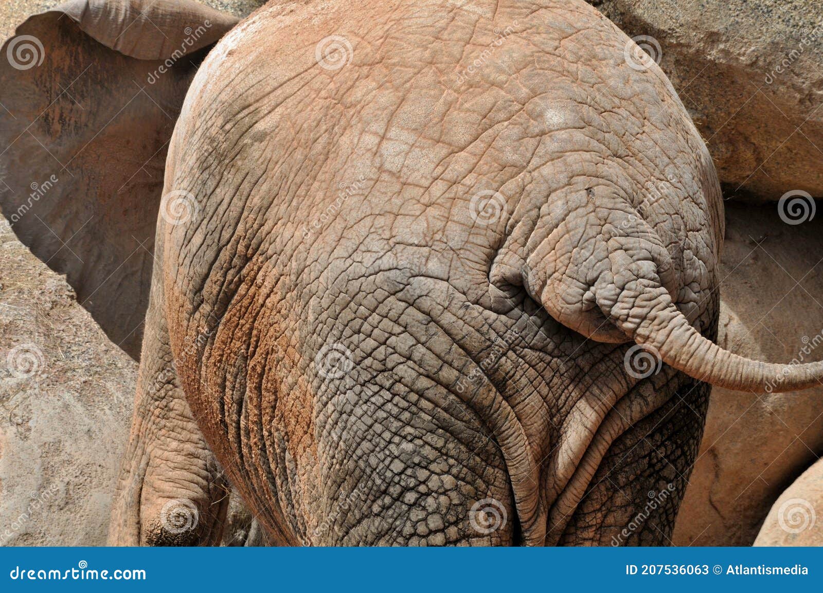 Backside of an elephant stock image. Image of mammal - 207536063