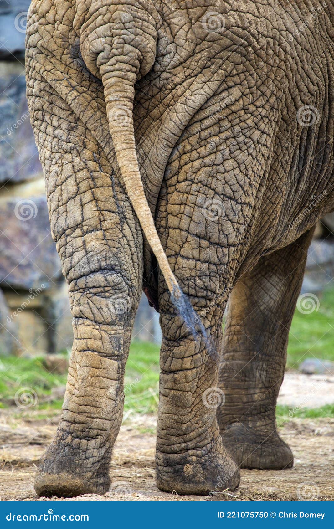 Backside of an Elephant stock photo. Image of close - 221075750