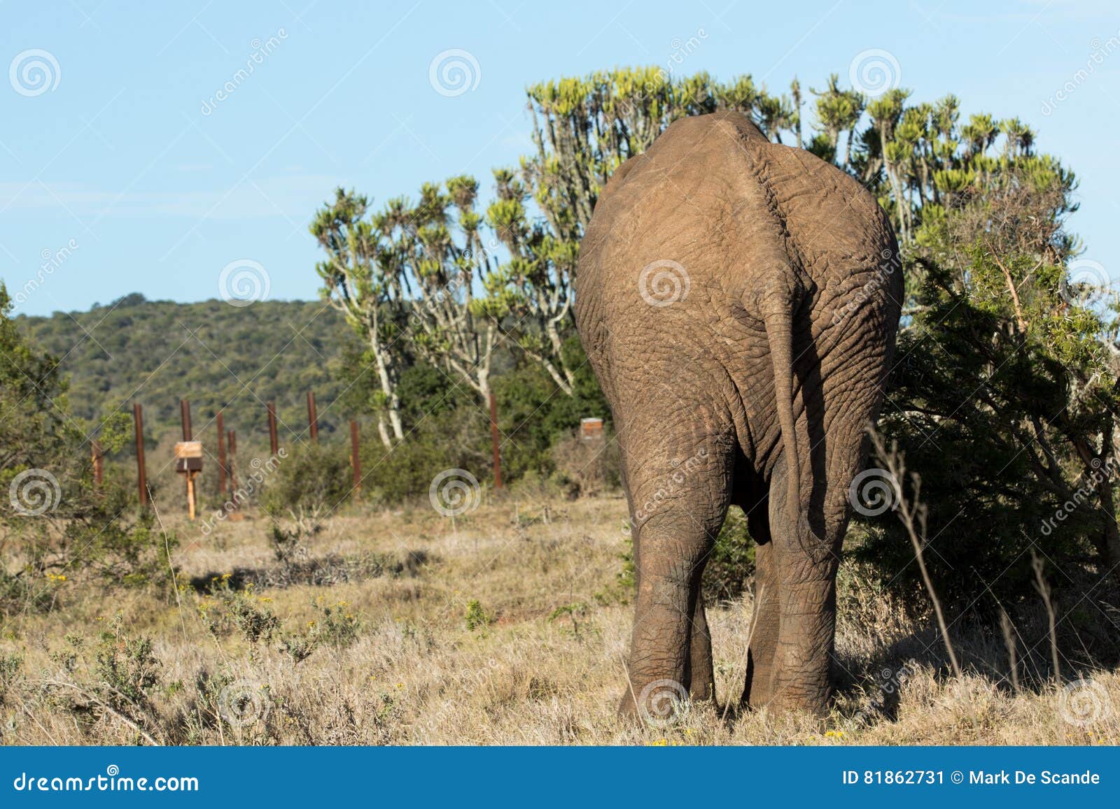 Backside of an Elephant Standing at the Bushes Stock Image - Image of ...
