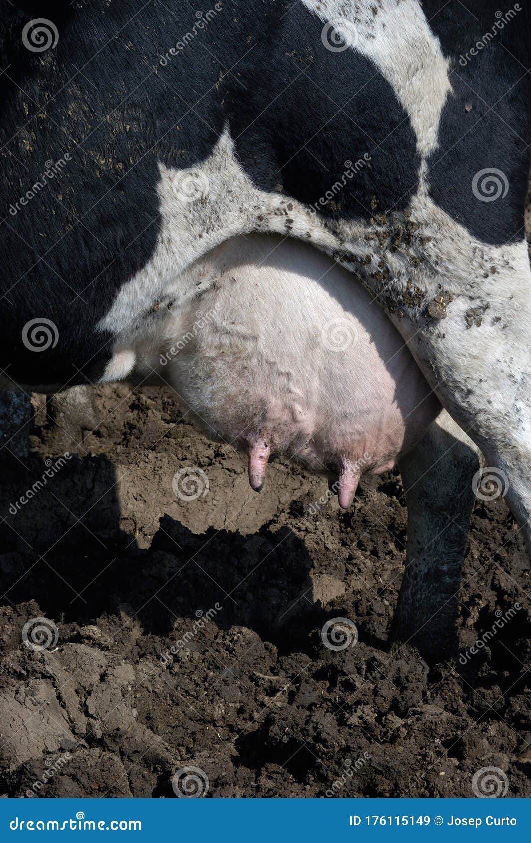 Backside of a few cow stock image. Image of farm, black - 176115149