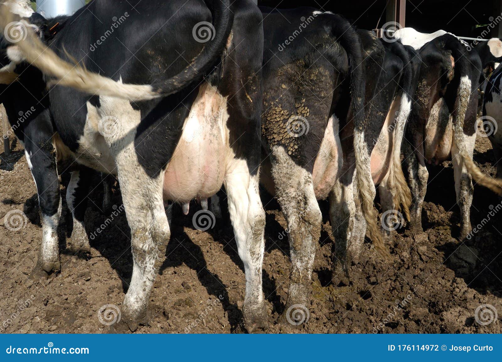 Backside of a few cows stock photo. Image of gills, closeup - 176114972