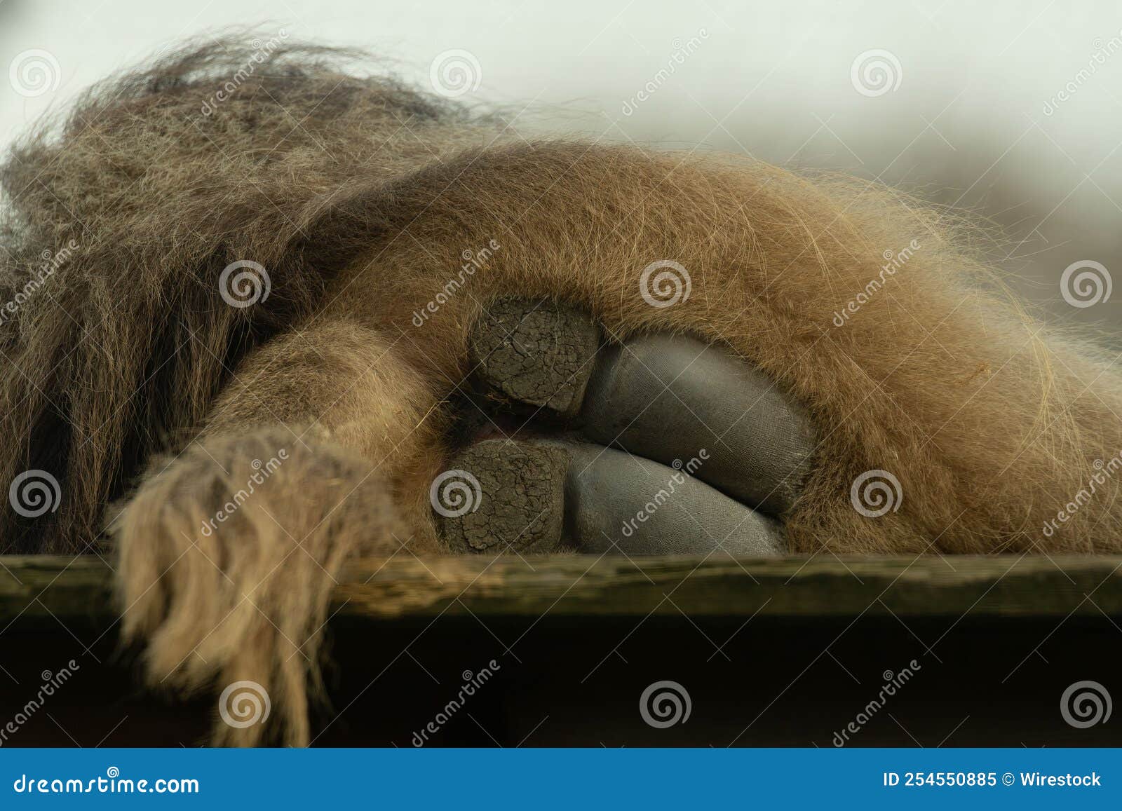 Backside of Gelada Baboon or Bleeding Heart Monkey Sleeping at the Park ...