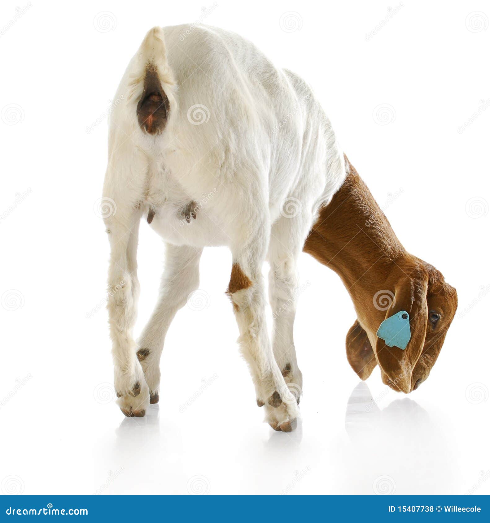 Backside of a goat doeling stock photo. Image of buttocks - 15407738