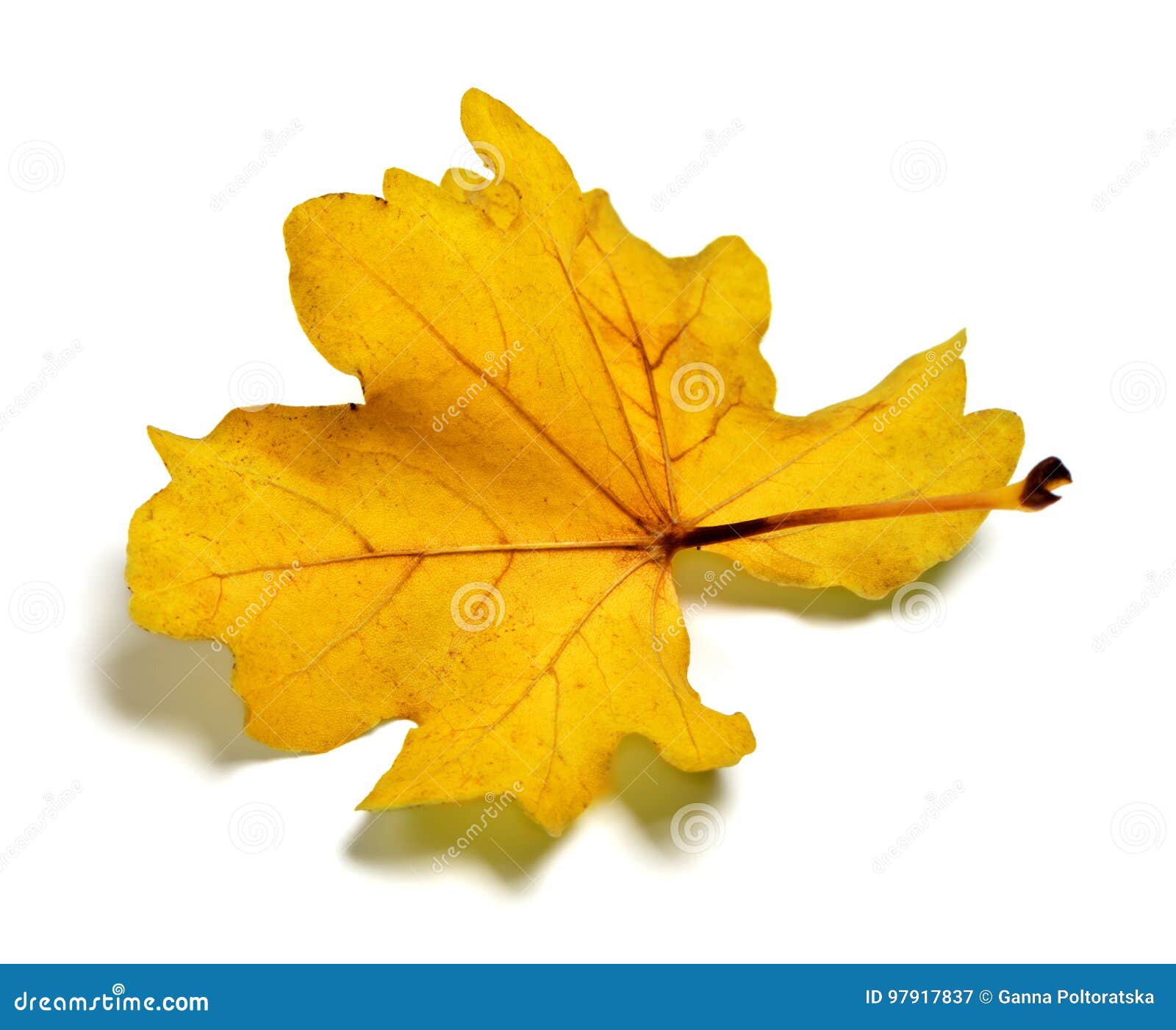 Backside of Golden Autumn Oak Leaf Stock Image - Image of bright ...