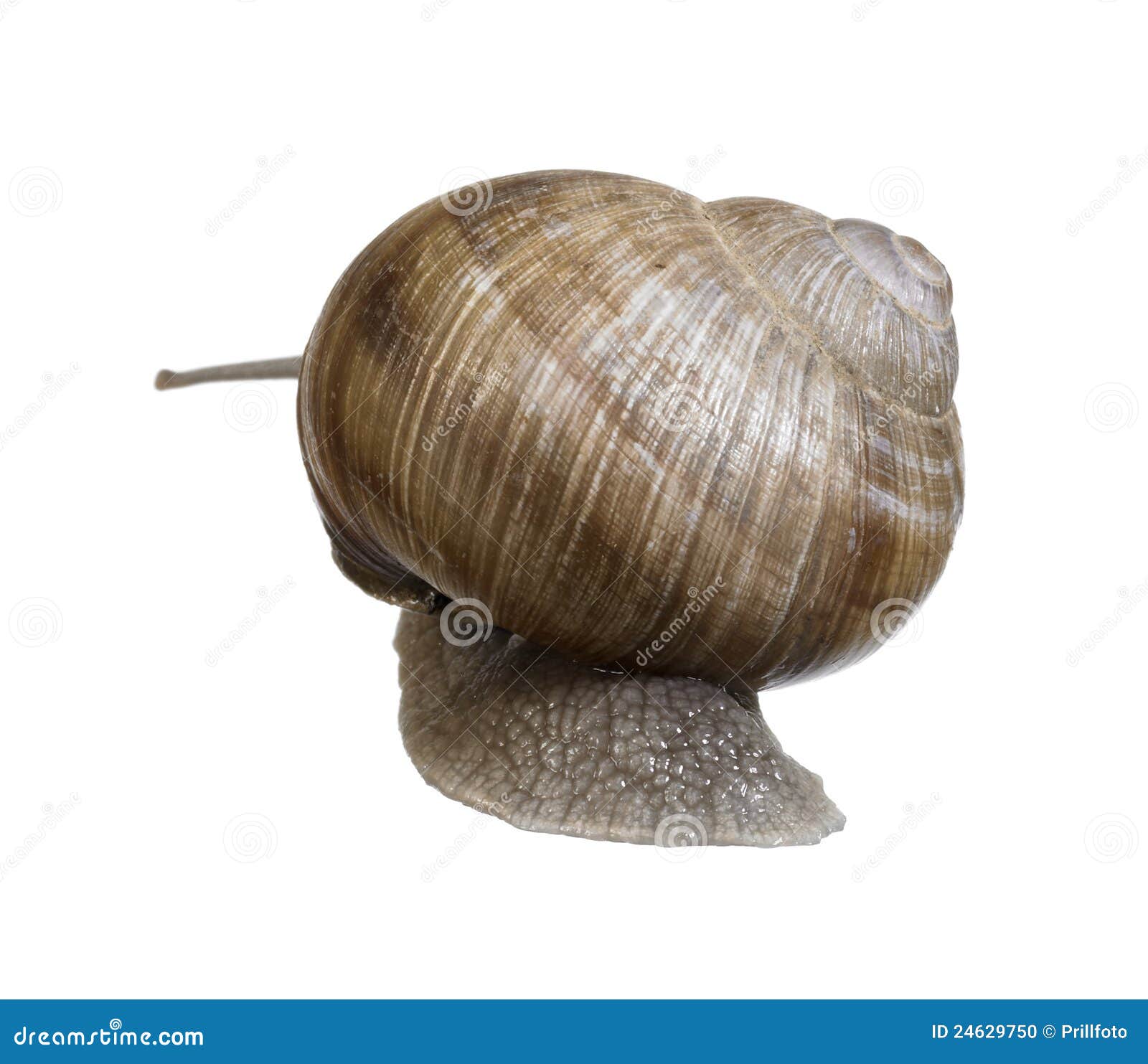 Backside of a Grapevine Snail Stock Photo - Image of garden, laziness ...