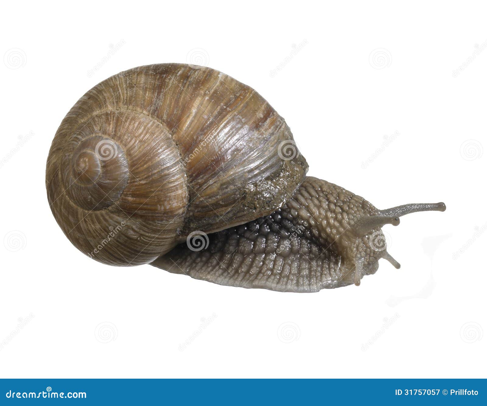 Backside of a Grapevine Snail Stock Image - Image of laziness, large ...