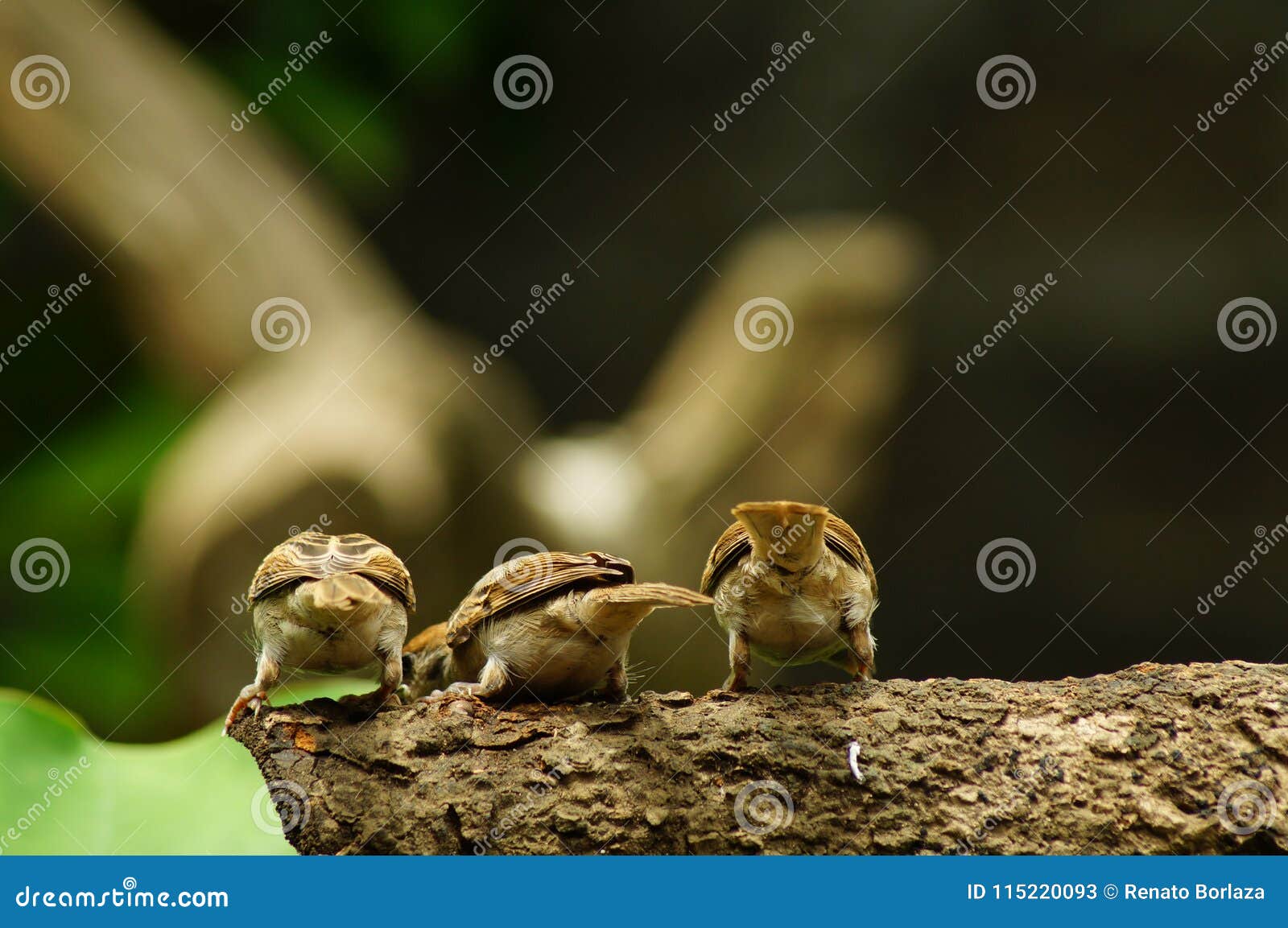 Backside Group of Philippine Maya Bird Eurasian Tree Sparrow or Passer ...