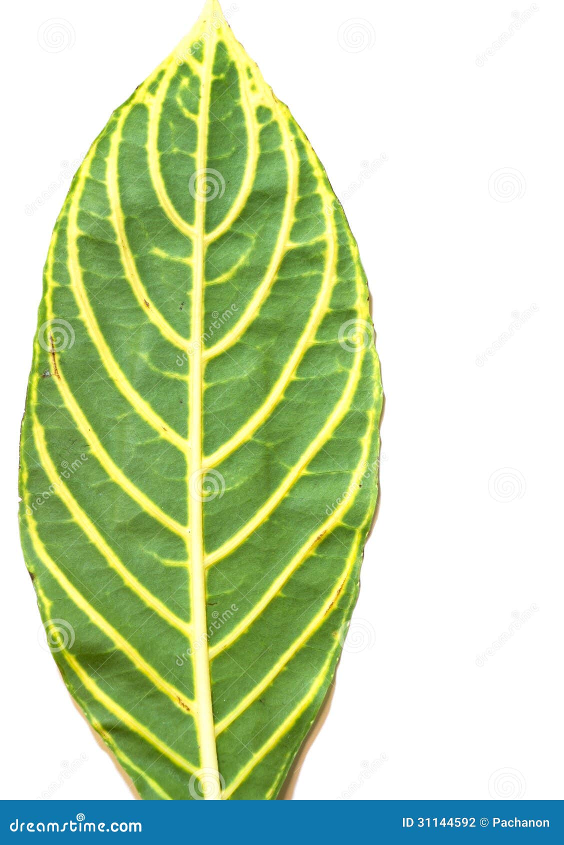 Backside the leaf stock photo. Image of bright, ecological - 31144592