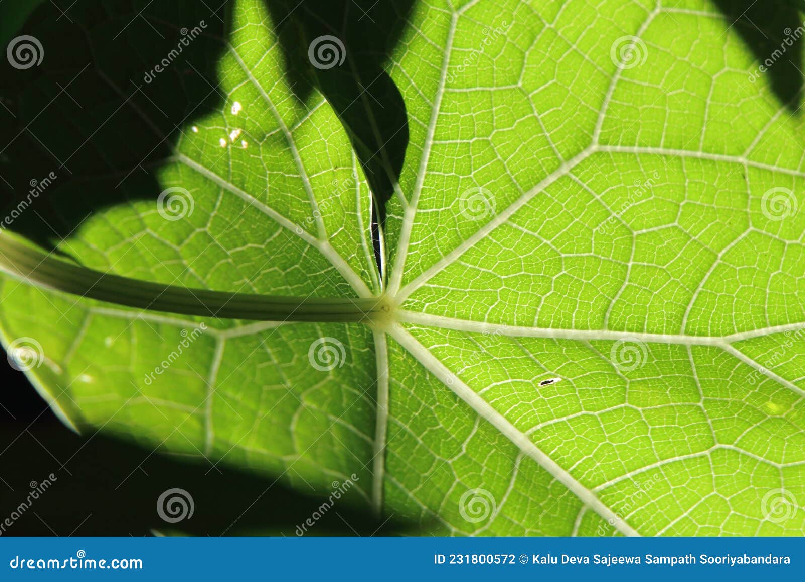 The Backside of a Leaf Shining with Morning Sunlight. Stock Photo ...