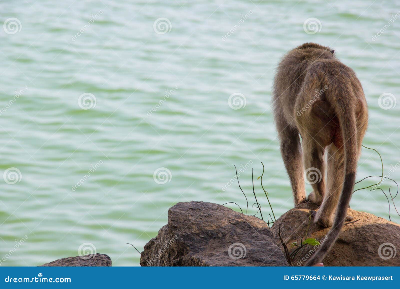 Backside of monkey stock photo. Image of macaca, stand - 65779664