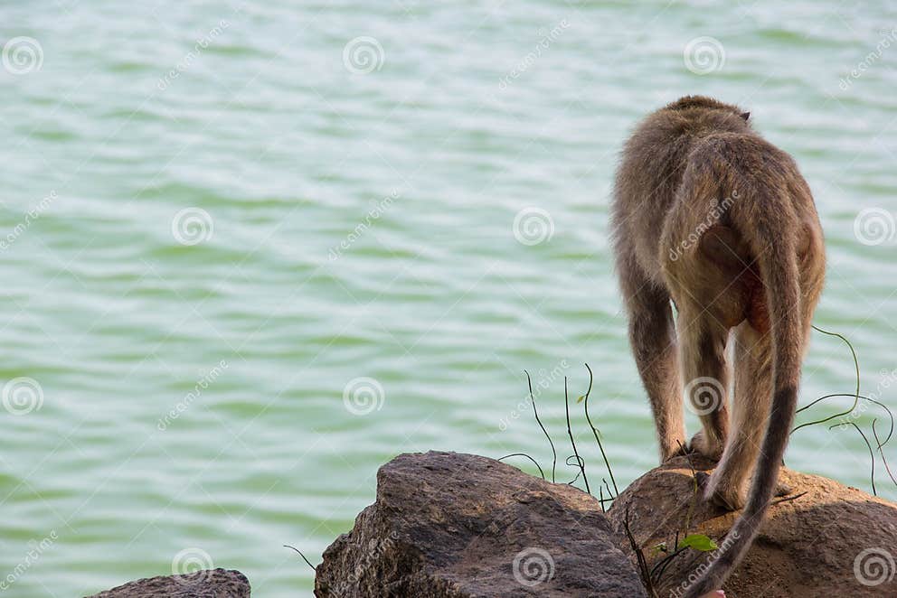Backside of monkey stock photo. Image of macaca, stand - 65779664