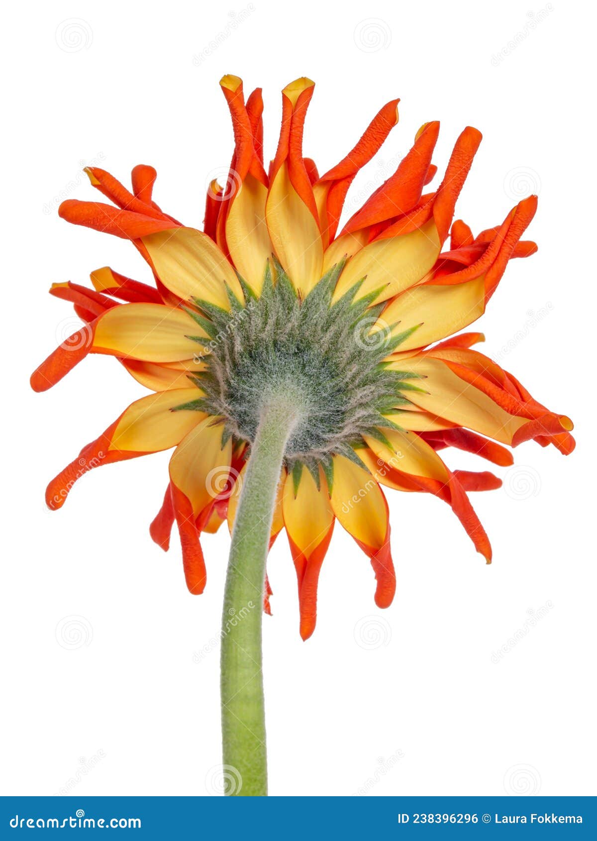 Backside of an Orange Yellow Spider Gerbera Isolated on White Stock ...