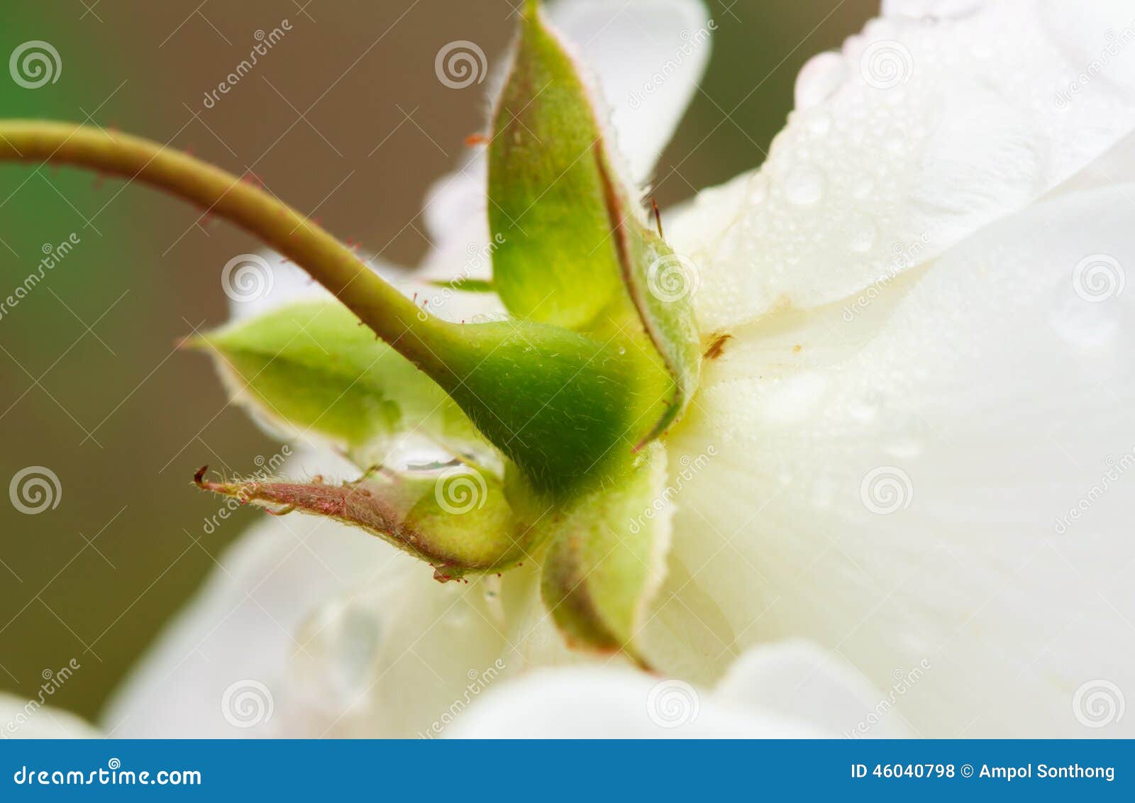 Backside pole of rose stock photo. Image of plug, drop - 46040798