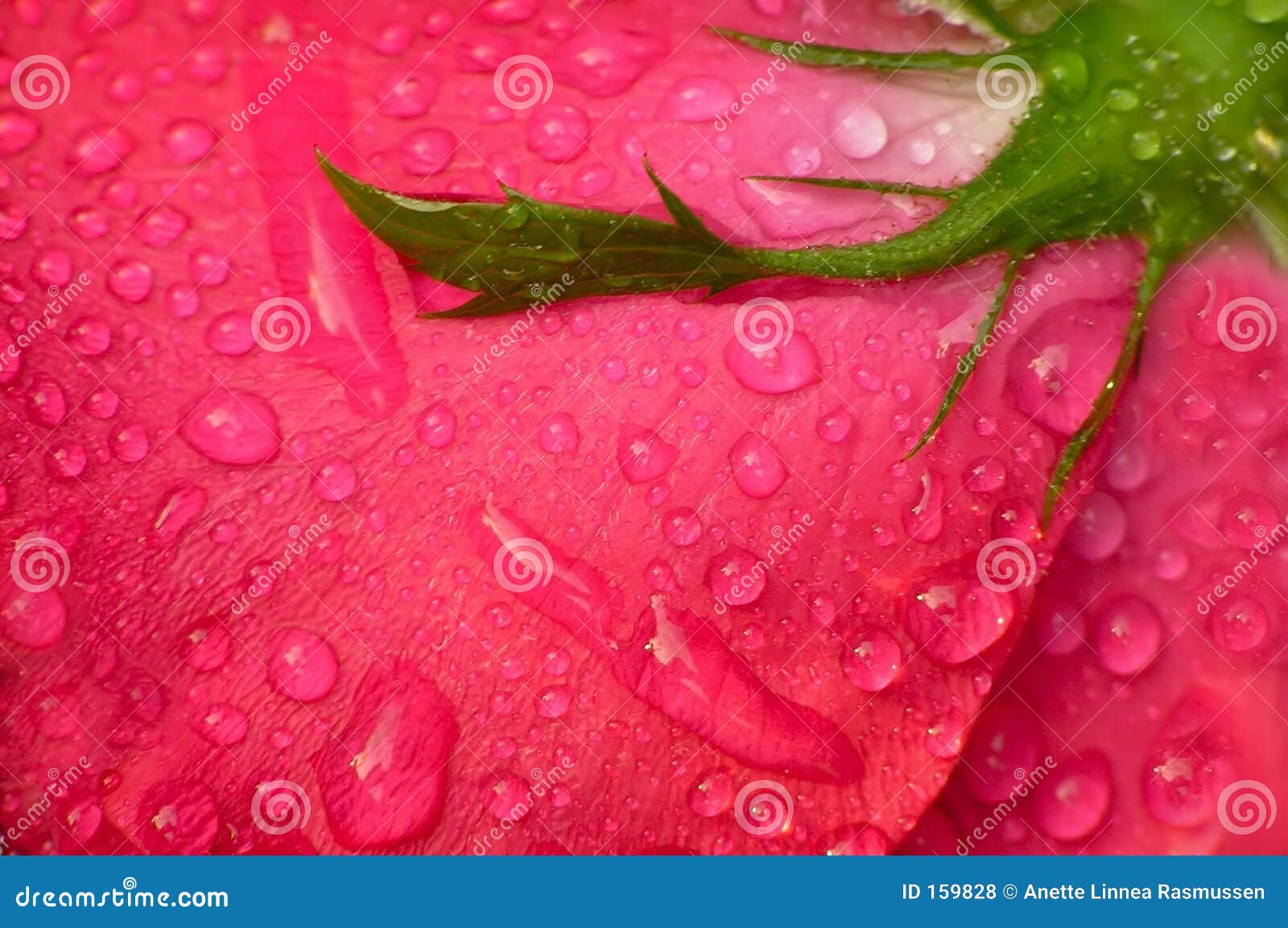 Backside of Red Rose with Drops Stock Photo - Image of leaf, backside ...