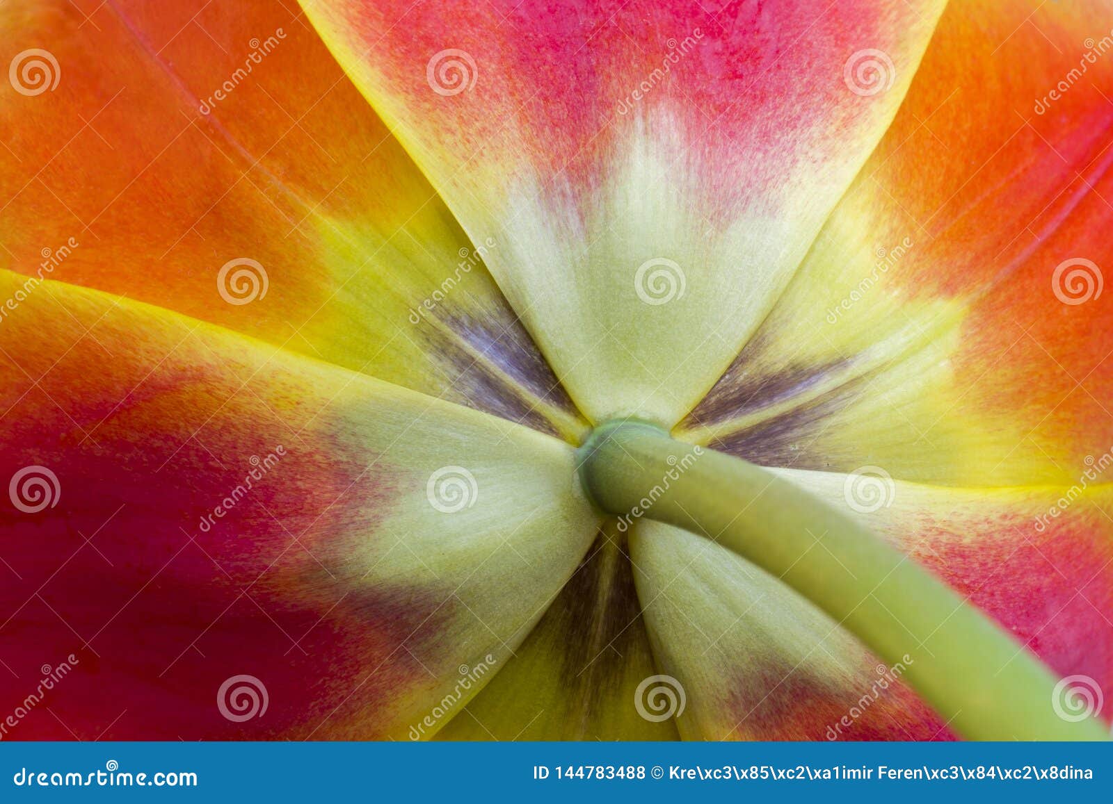 Backside of a red tulip stock photo. Image of closeup - 144783488