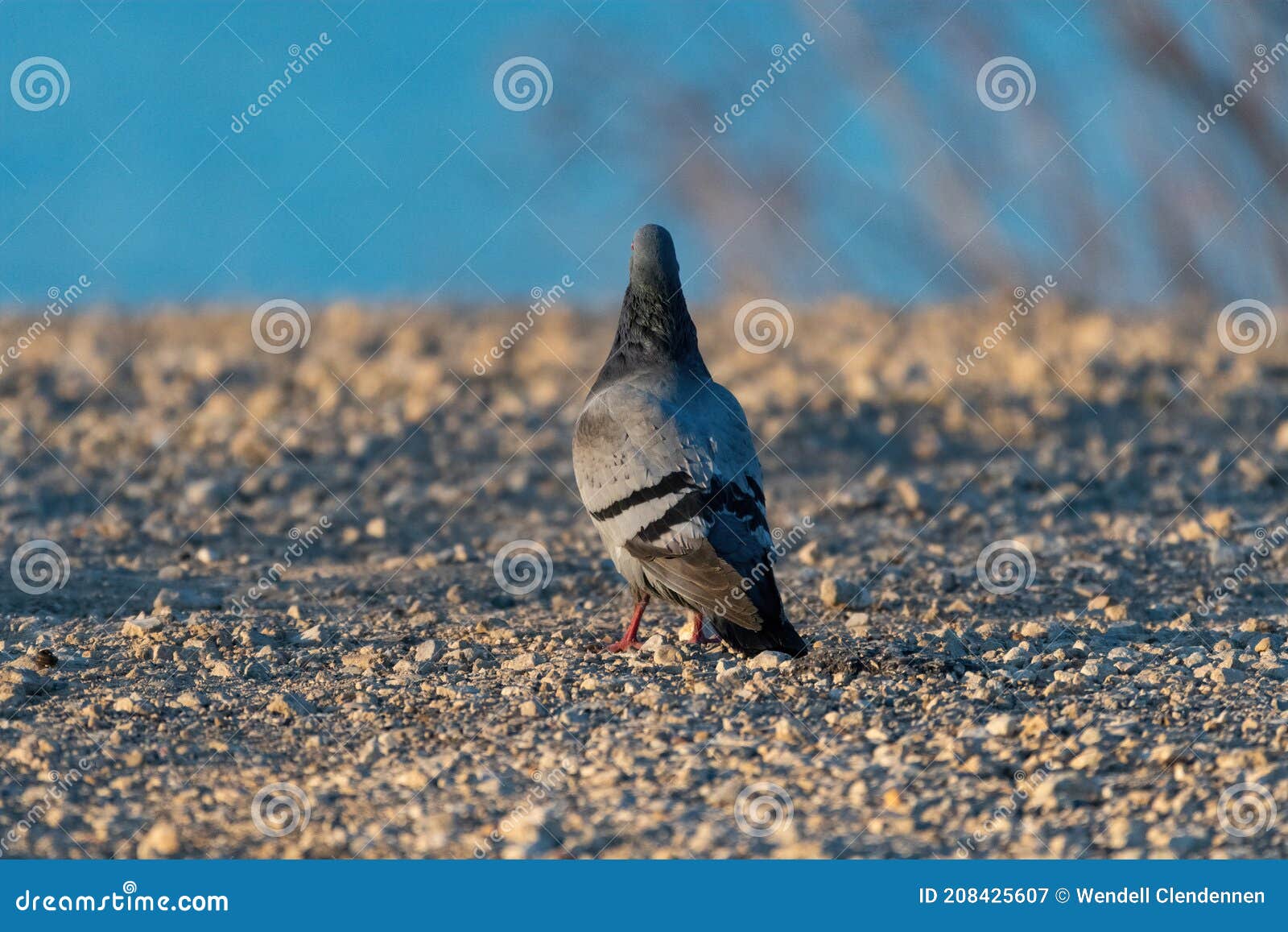 Backside of a Rock Pigeon on Rocky Ground and Looking Away Stock Image ...