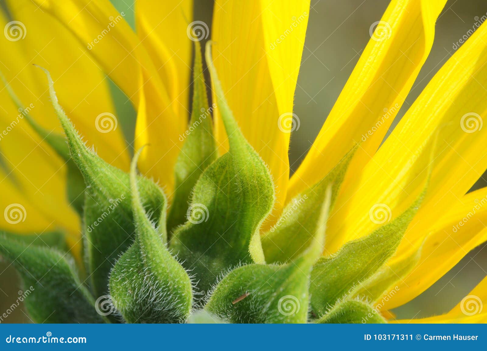 Backside of a sunflower stock image. Image of backside - 103171311