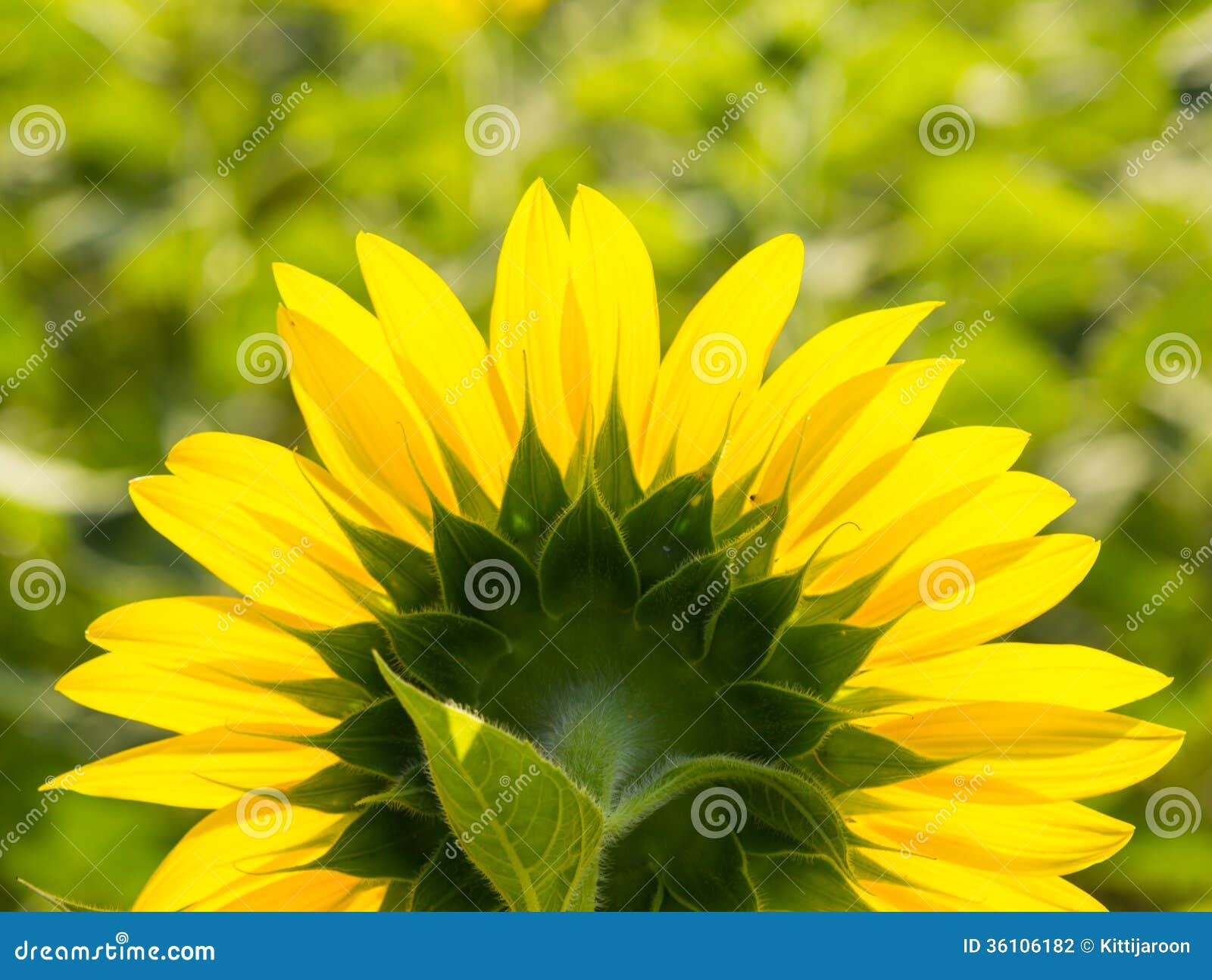 Backside of Sunflower Petal Stock Photo - Image of blue, scenery: 36106182