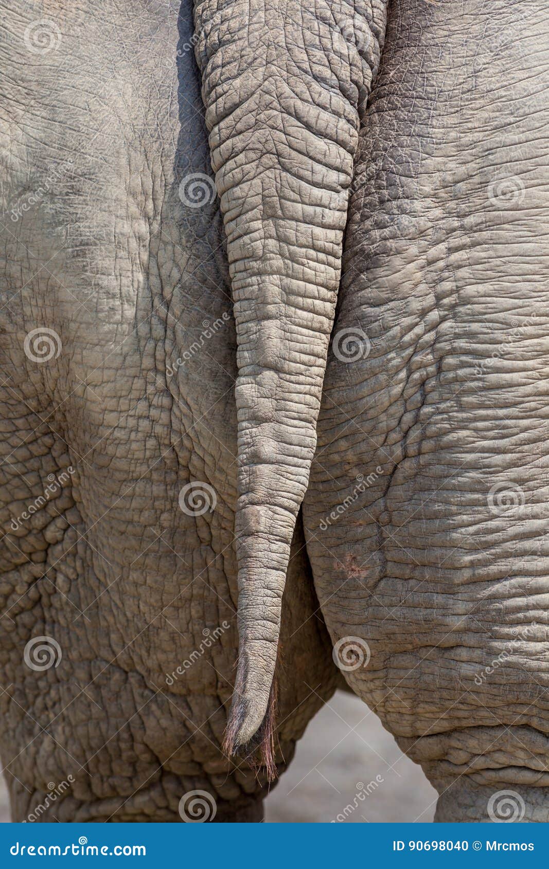 Backside of Thailand Elephant with Tail and Butt. Stock Photo - Image ...