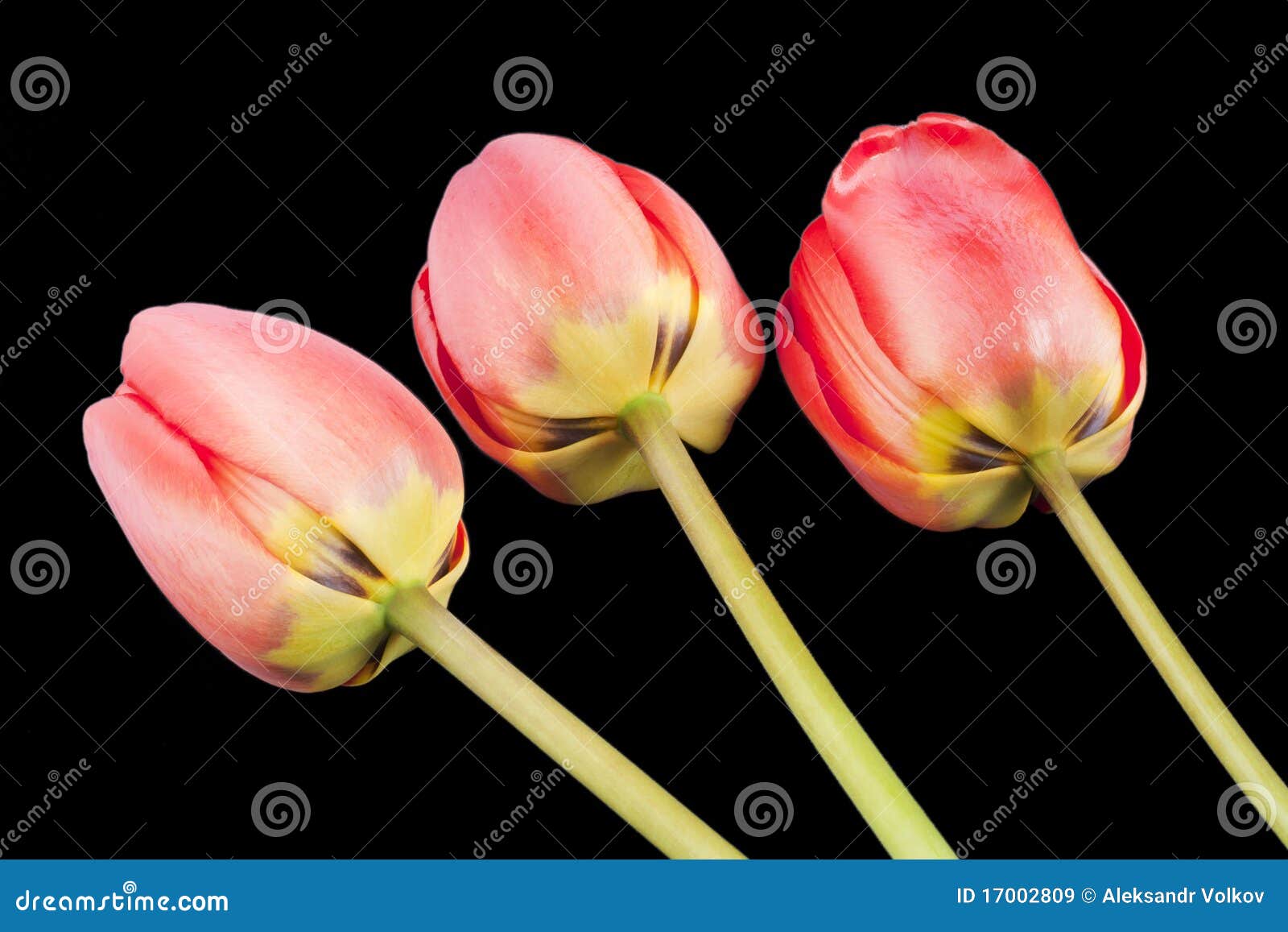 Backside of Three Red Tulips on Black Stock Image - Image of plant ...