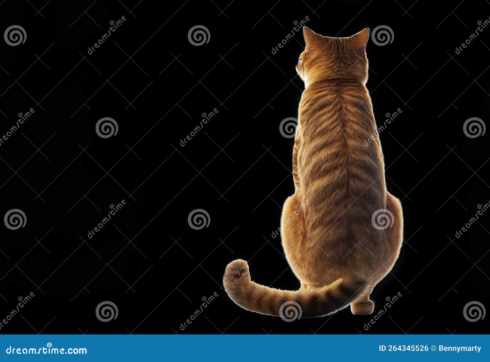Backside View of Black and White Cat Stock Illustration - Illustration ...