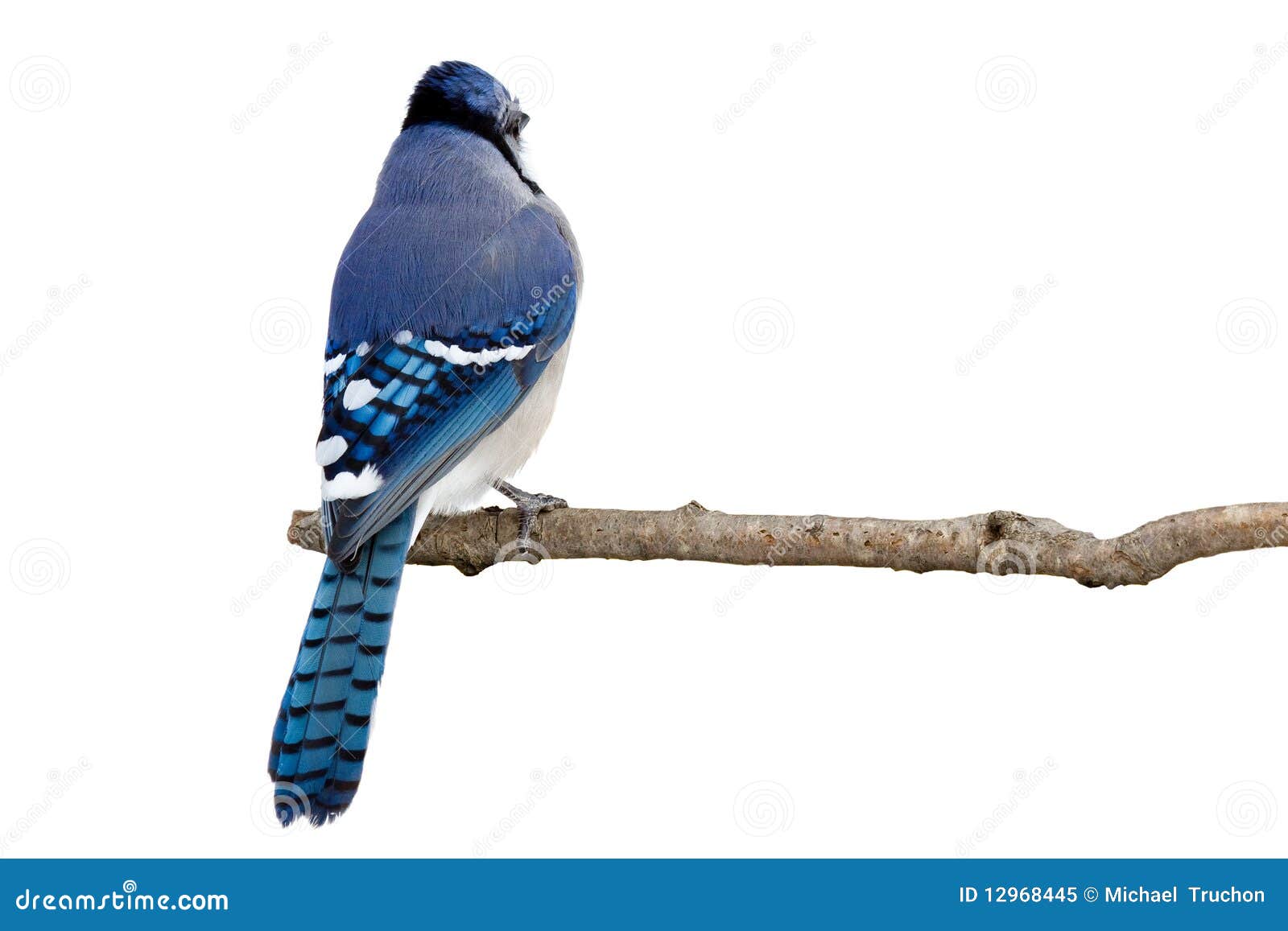 Backside View of a Bluejay Perched on a Branch Stock Image - Image of ...