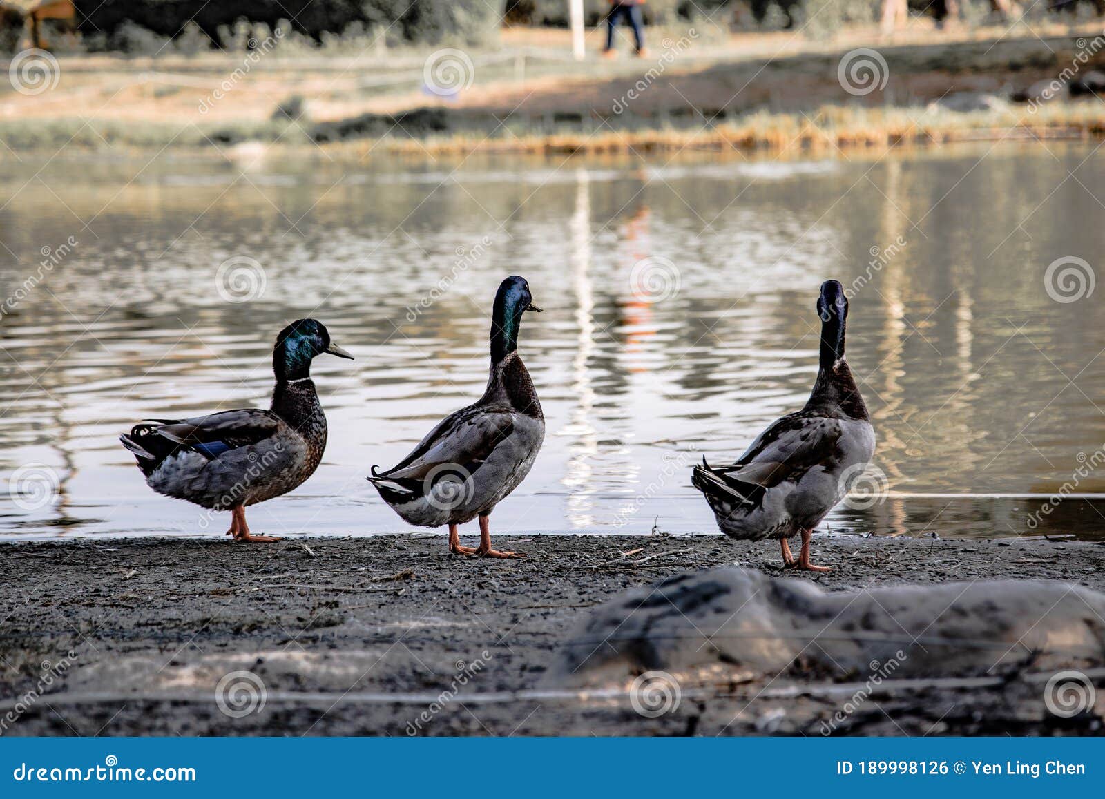 Backside View of Flock of Male Mallards Stock Photo - Image of group ...