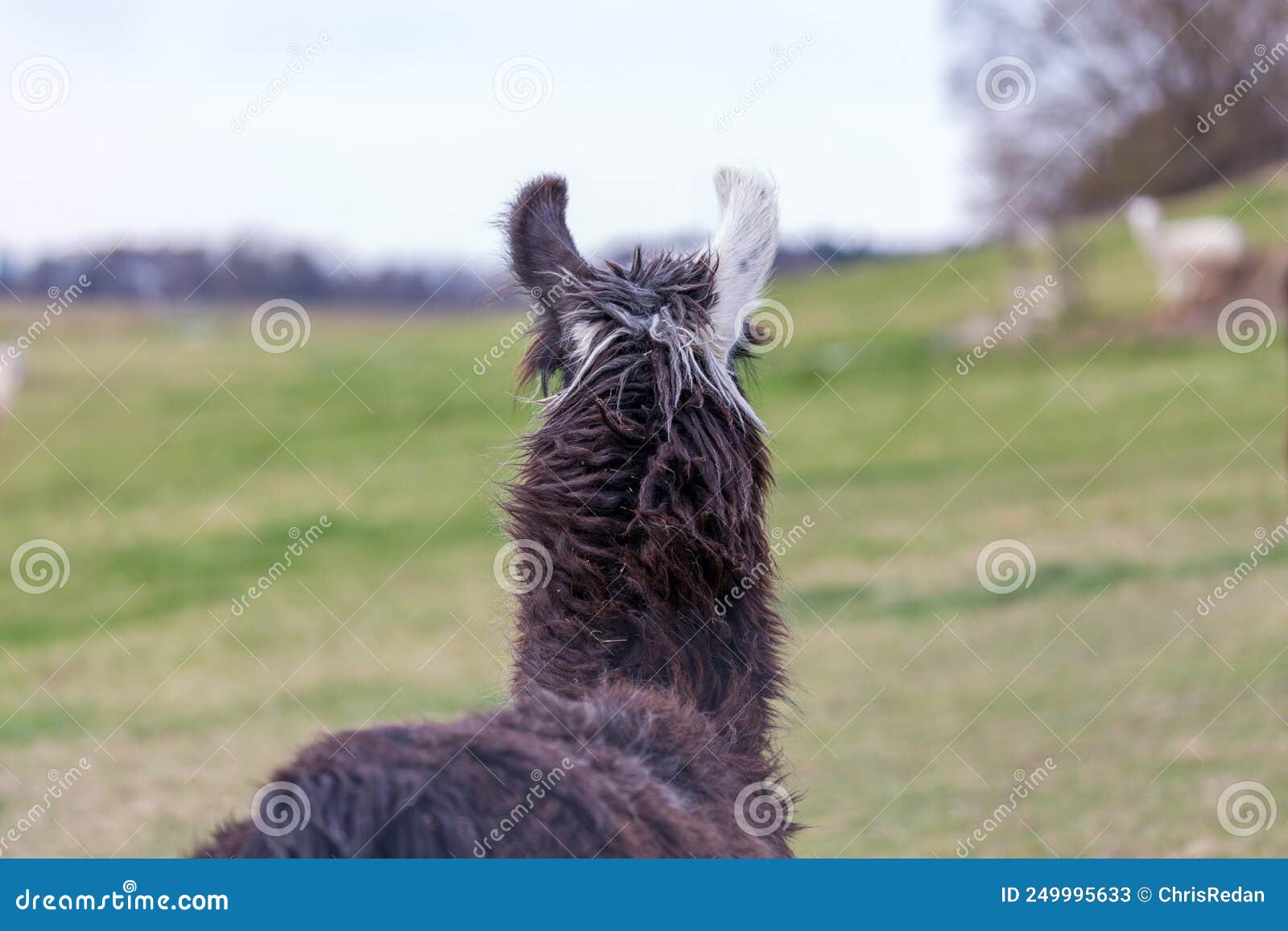Backside View of the Head and Neck of an Alpaca. Stock Image - Image of ...