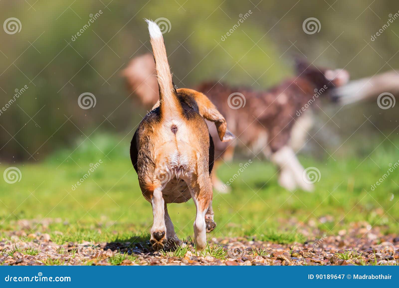 Backside of a Walking Beagle Outdoors Stock Image - Image of back ...