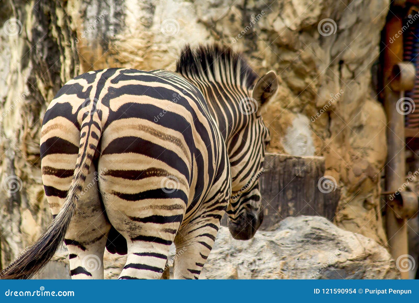 Backside of a Zebra Walking Stock Photo - Image of mane, grazing: 121590954