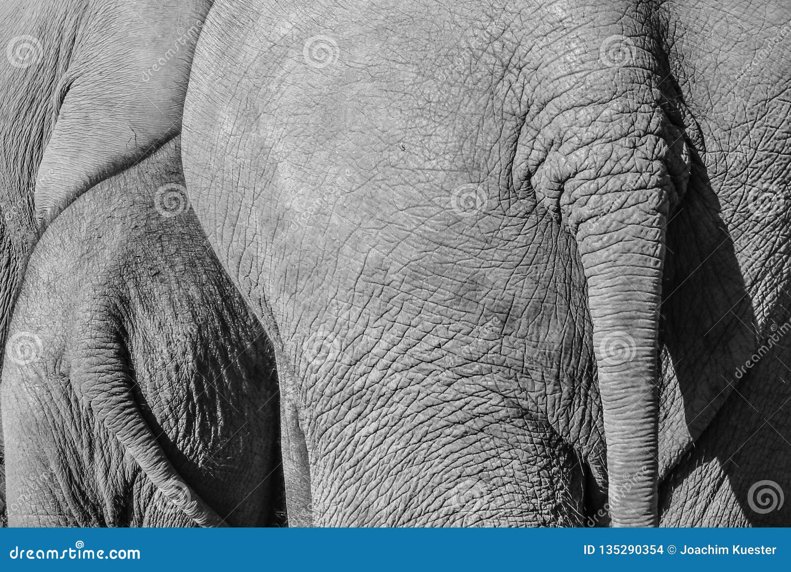 Backsides of an Old and a Young Elephant Stock Photo - Image of guarded ...