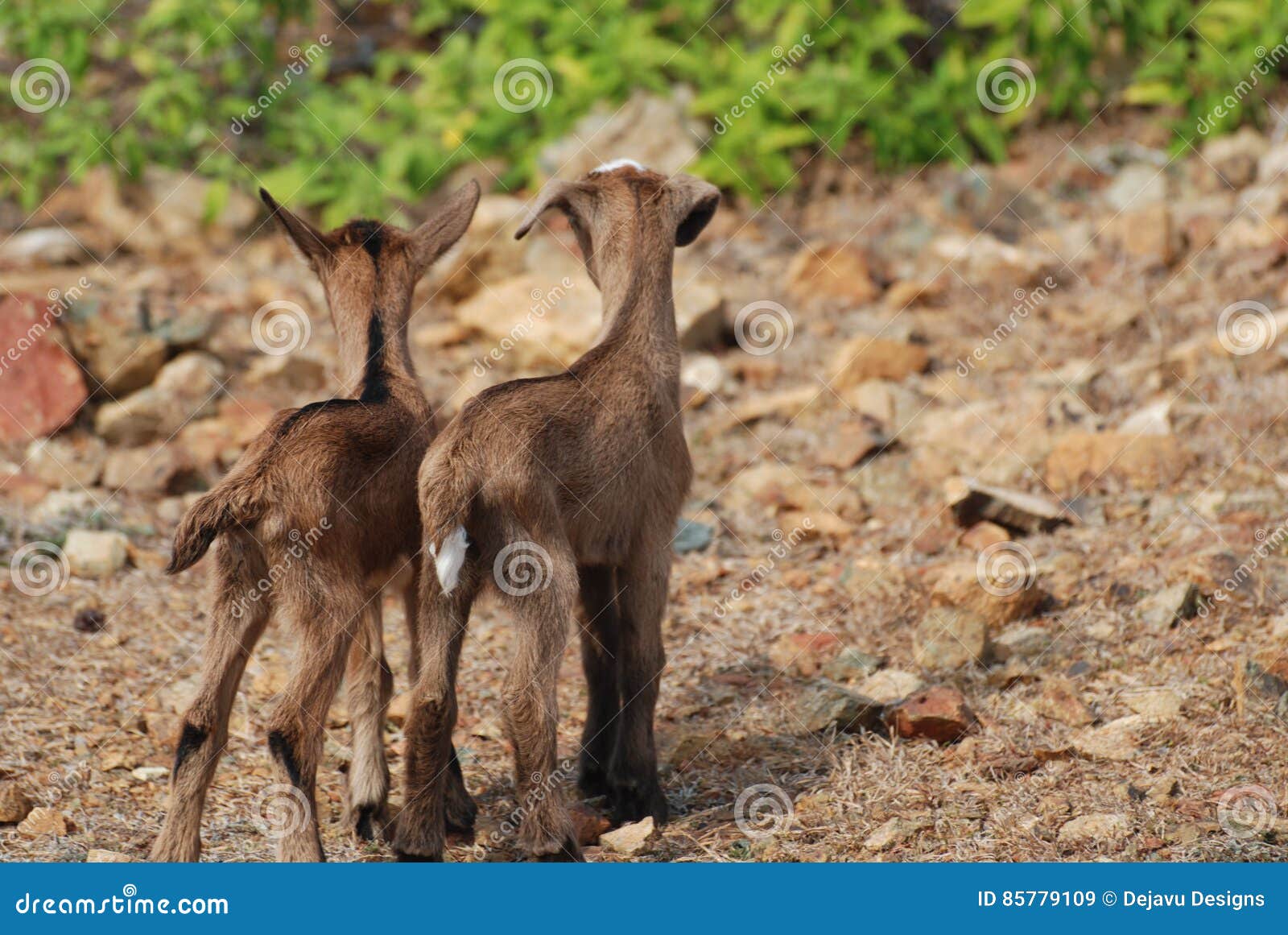 Backsides of Two Baby Goats Stock Image - Image of baby, adorable: 85779109