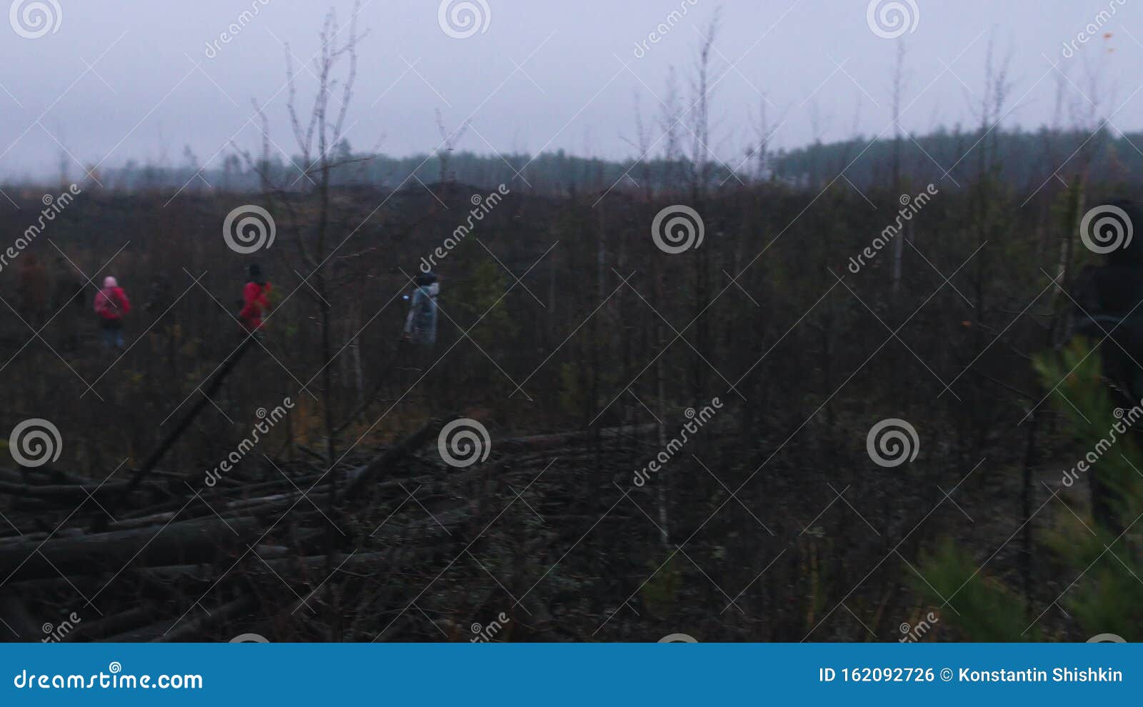 Backstage of Filming - Overcast Forest and Filming Team Walking on the ...