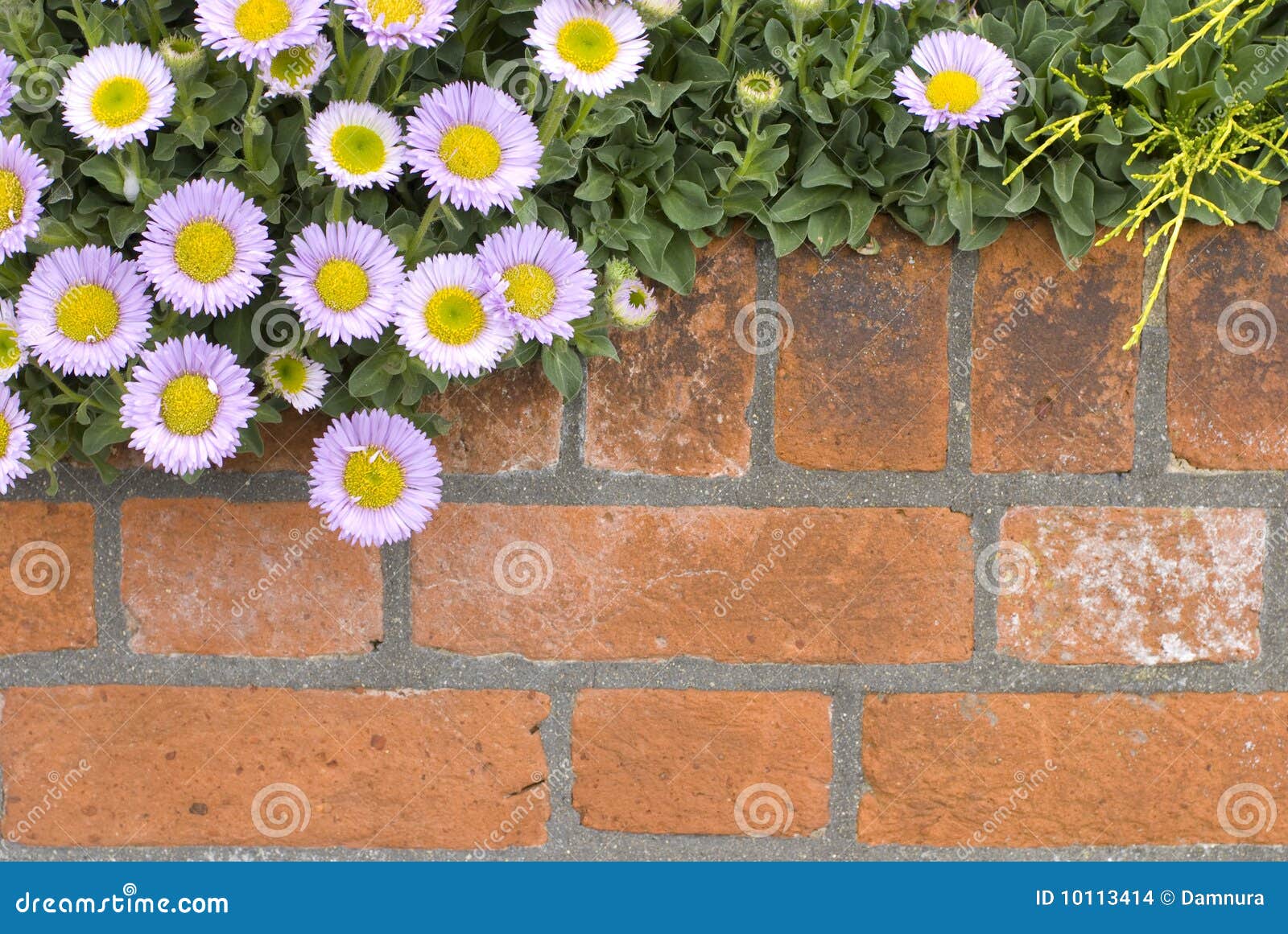 Backsteinmauer mit Blumen stockfoto. Bild von hintergrund - 10113414