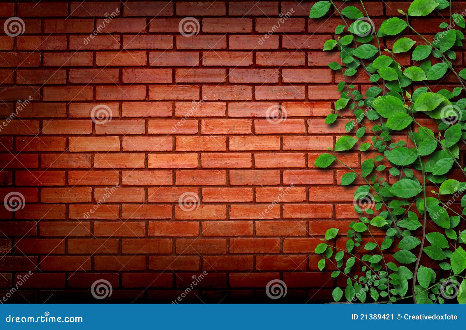 Backsteinmauer Mit Steigenden Anlagen Stockbild - Bild von anhaften ...