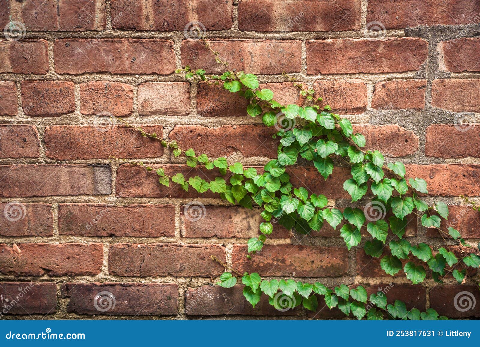 Backsteinwand Mit Grauem Efeu. Stockbild - Bild von braun, fassade ...