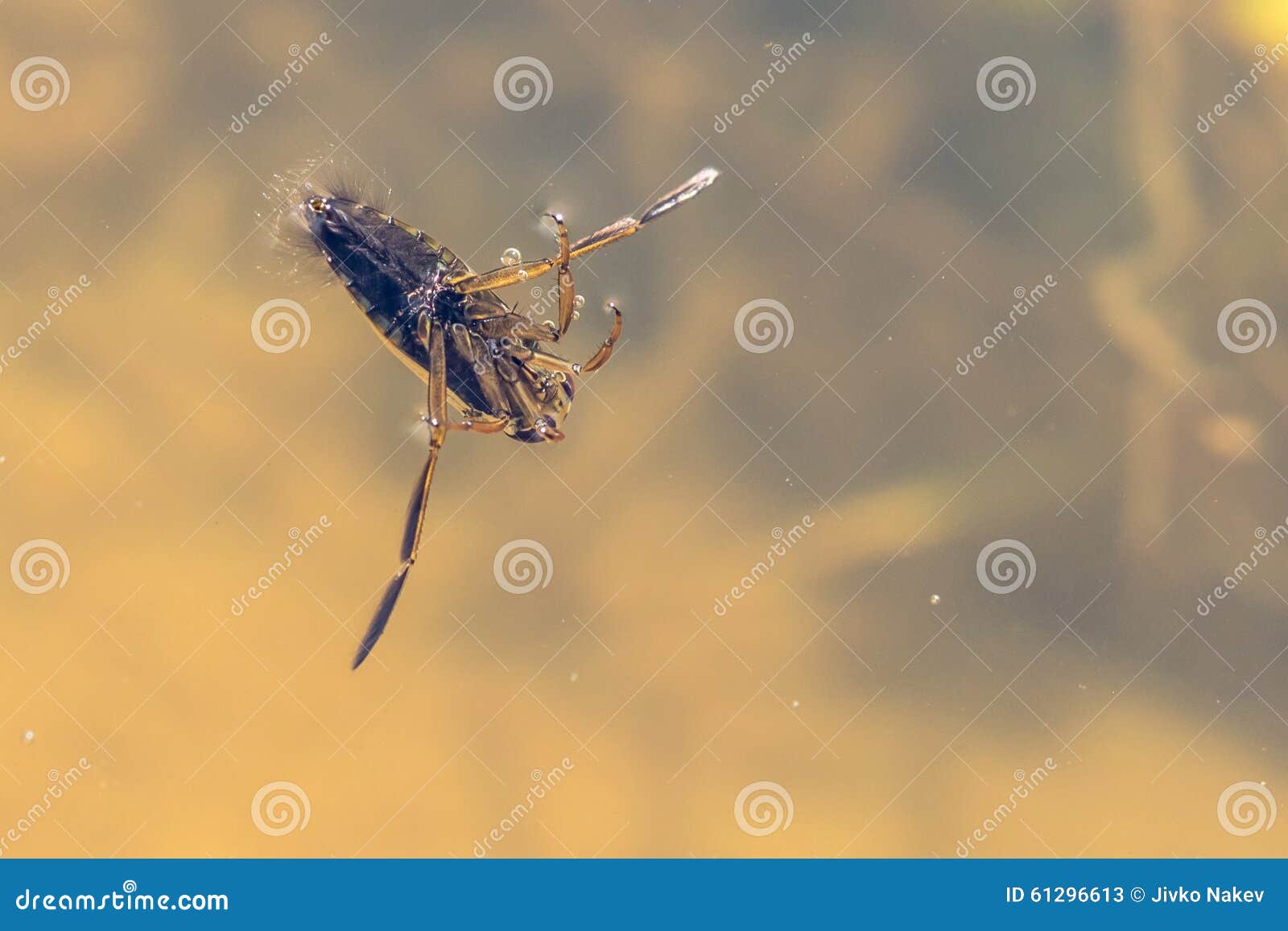 Backswimmer bug stock image. Image of garden, animal - 61296613
