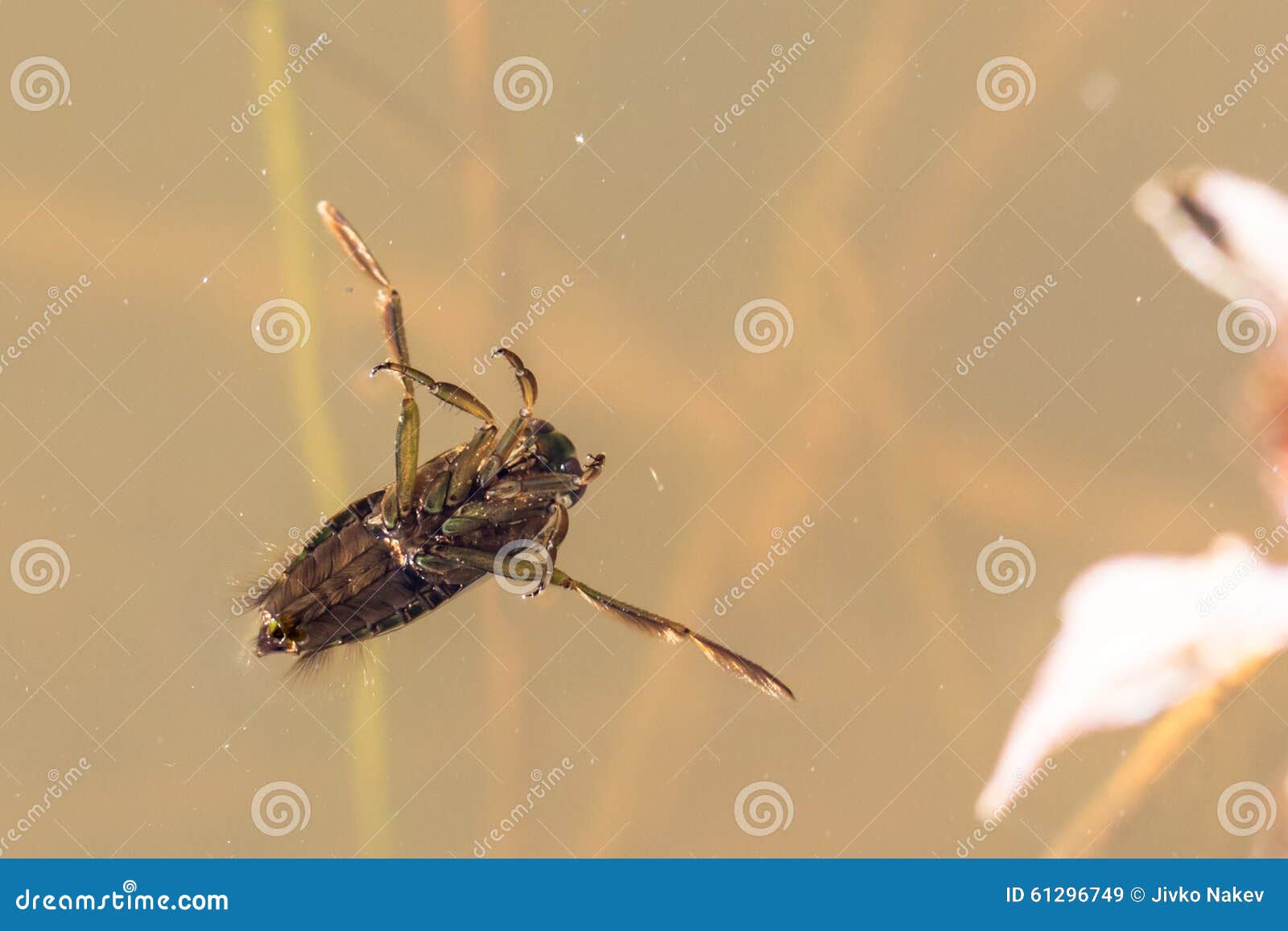 Backswimmer bug stock image. Image of wildlife, insecta - 61296749
