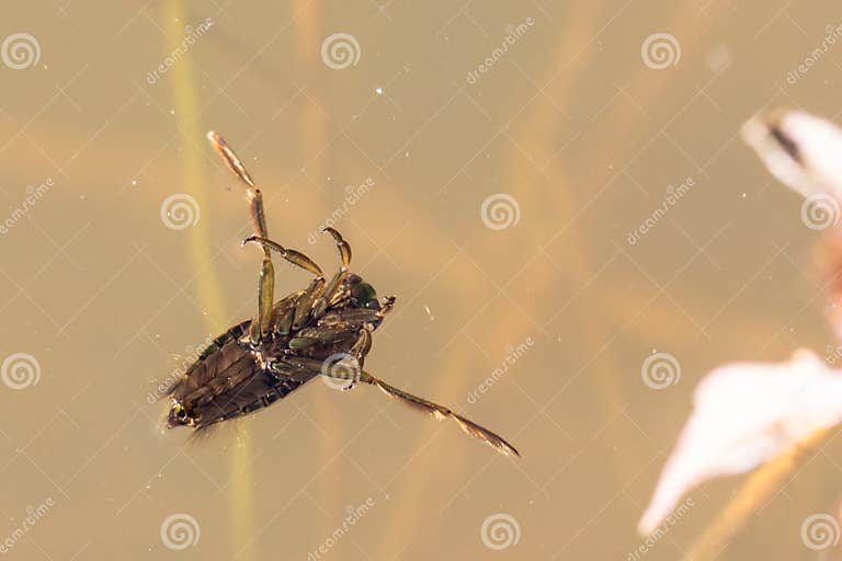 Backswimmer bug stock image. Image of wildlife, insecta - 61296749