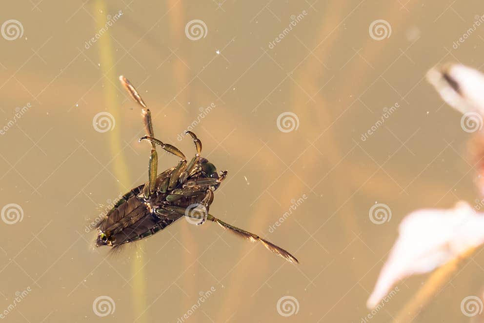 Backswimmer bug stock image. Image of wildlife, insecta - 61296749
