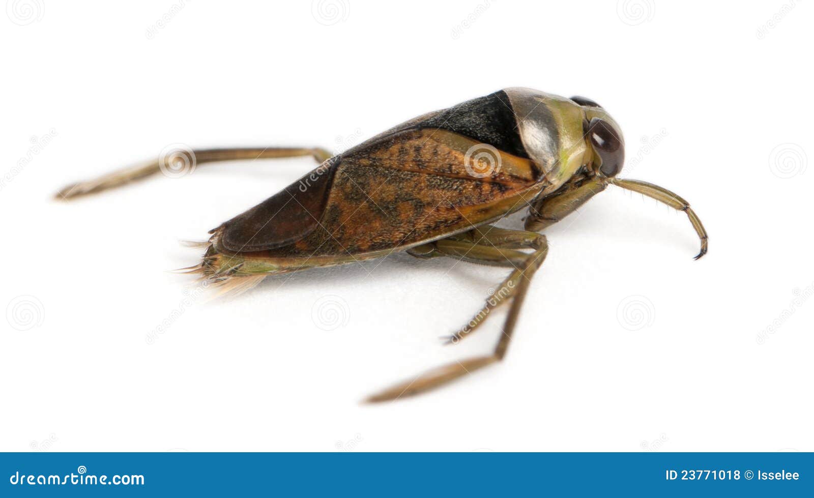 Backswimmers - Glauca Do Notonecta Foto de Stock - Imagem de corte ...