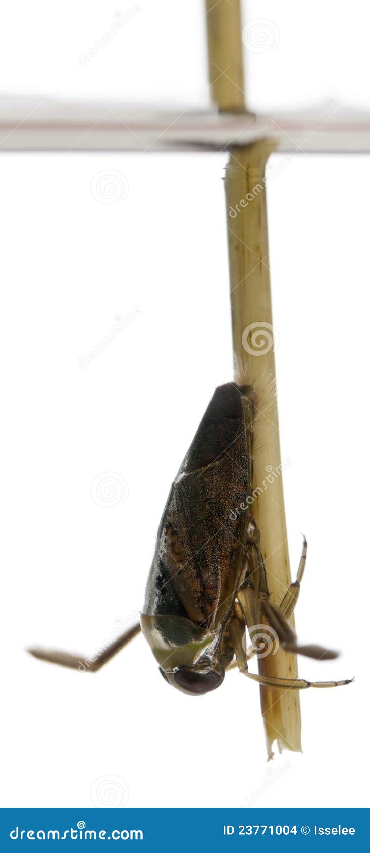 Backswimmers - Notonecta Glauca Stock Photo - Image of people ...