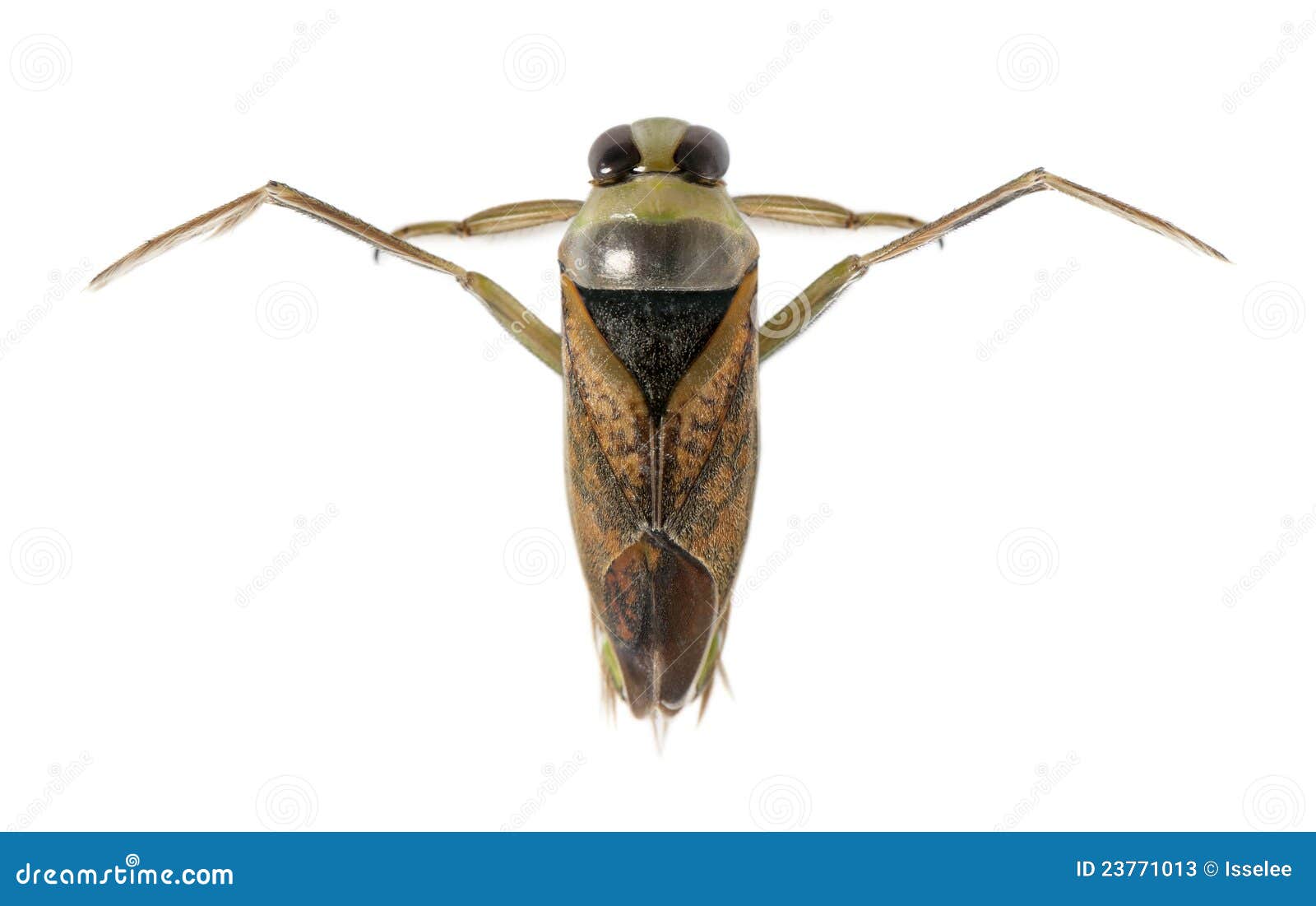 Backswimmers - Notonecta Glauca Stock Image - Image of invertebrate ...