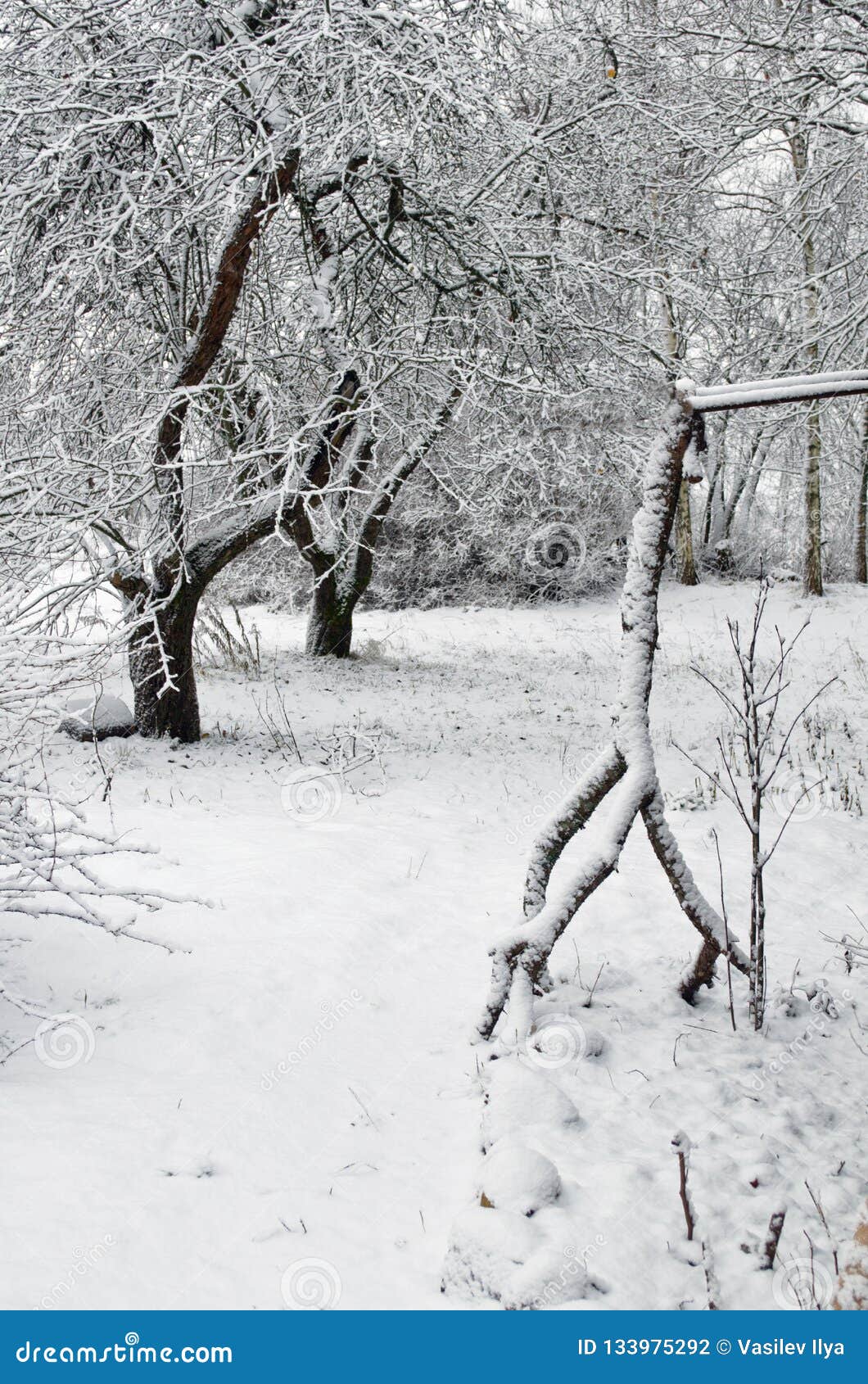 Backup-a Snag in the Winter Garden. Stock Photo - Image of winter ...
