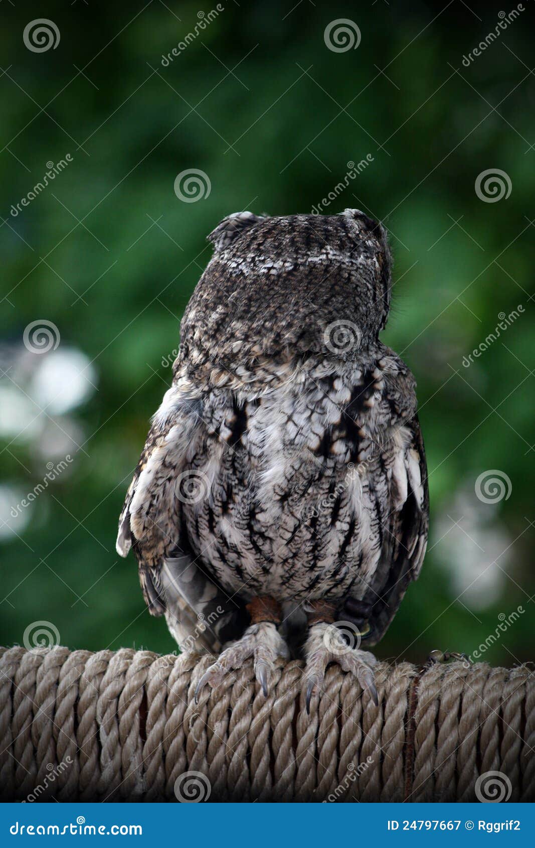 Backwards Owl stock image. Image of mammal, animal, bird - 24797667