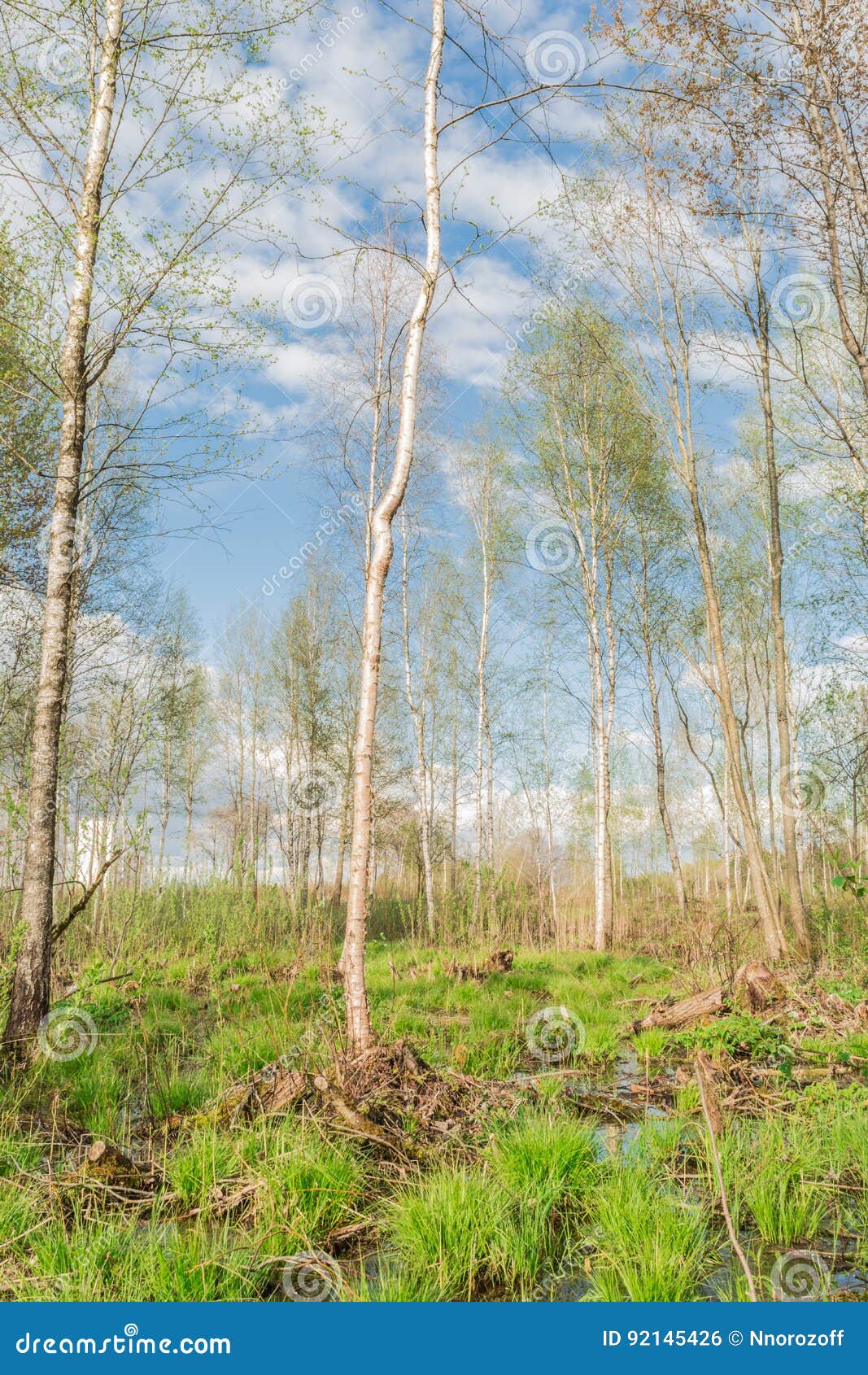 Backwater in the Forest, on Bunches Grows the First Spring Grass among ...