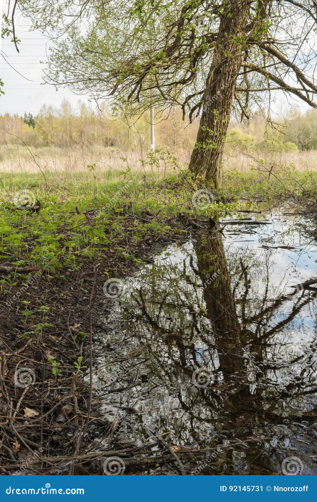 The Backwater in the Forest, in the Water Reflects the Old Tilted Tree ...