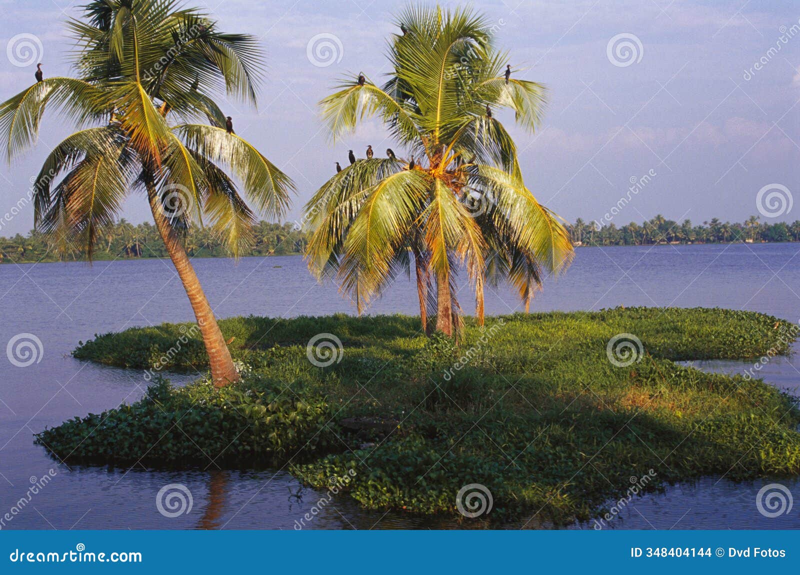 Backwater Kerala India stock photo. Image of birds, greenery - 348404144